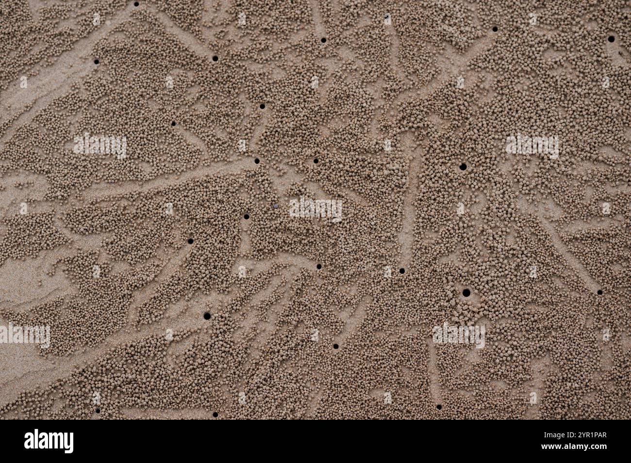 Patterns of small sand balls, made by crabs on the beach Stock Photo ...