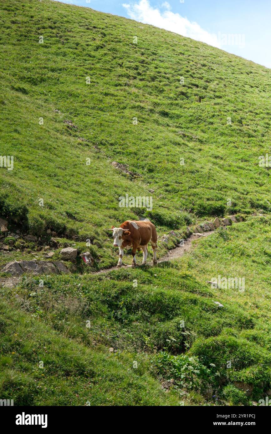 A cow walks along a mountain trail in the Dolomites Stock Photo - Alamy