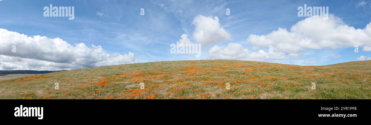 Panorama of Rare Poppy Superbloom in Antelope Valley Stock Photo - Alamy