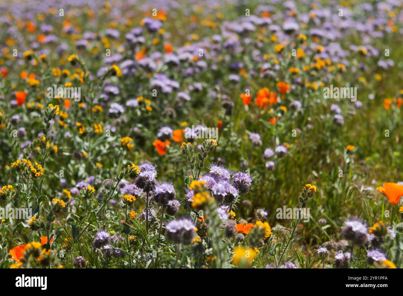 Lavender Lacy Phacelia Wildflowers Bloom In California Stock Photo - Alamy