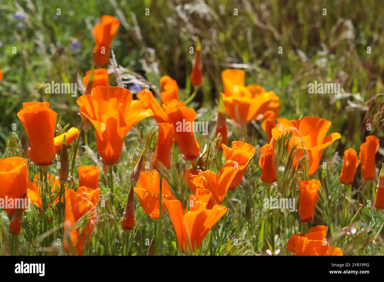 Cluster of Natural Orange Poppies In Rare California Super bloom Stock ...