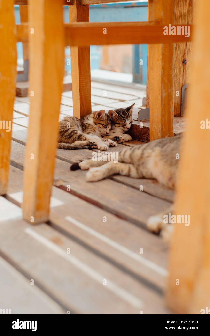Cute Kittens Sleeping Under Restaurant Tables Stock Photo - Alamy