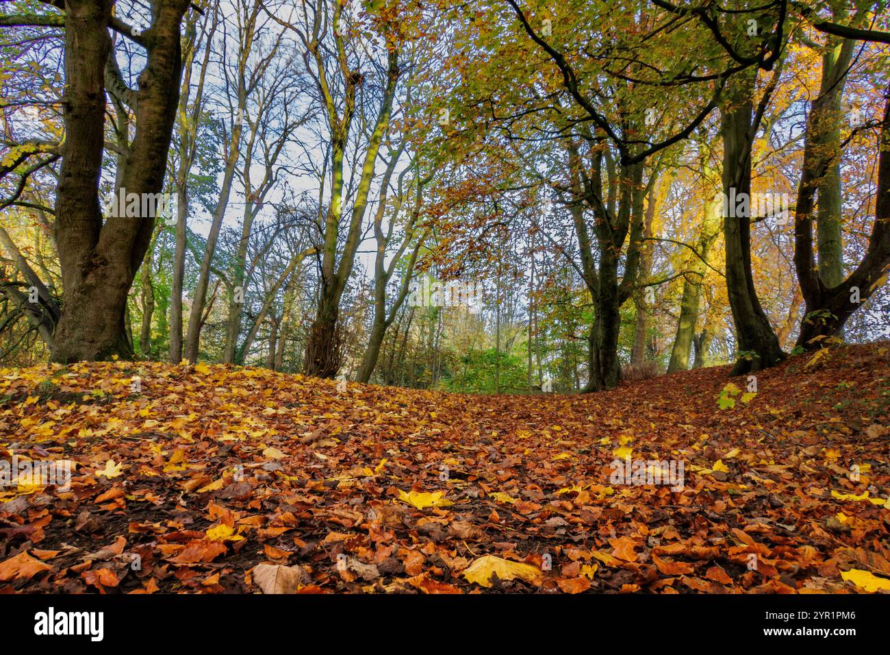A scenic woodland view showcasing vibrant autumn leaves scattered ...