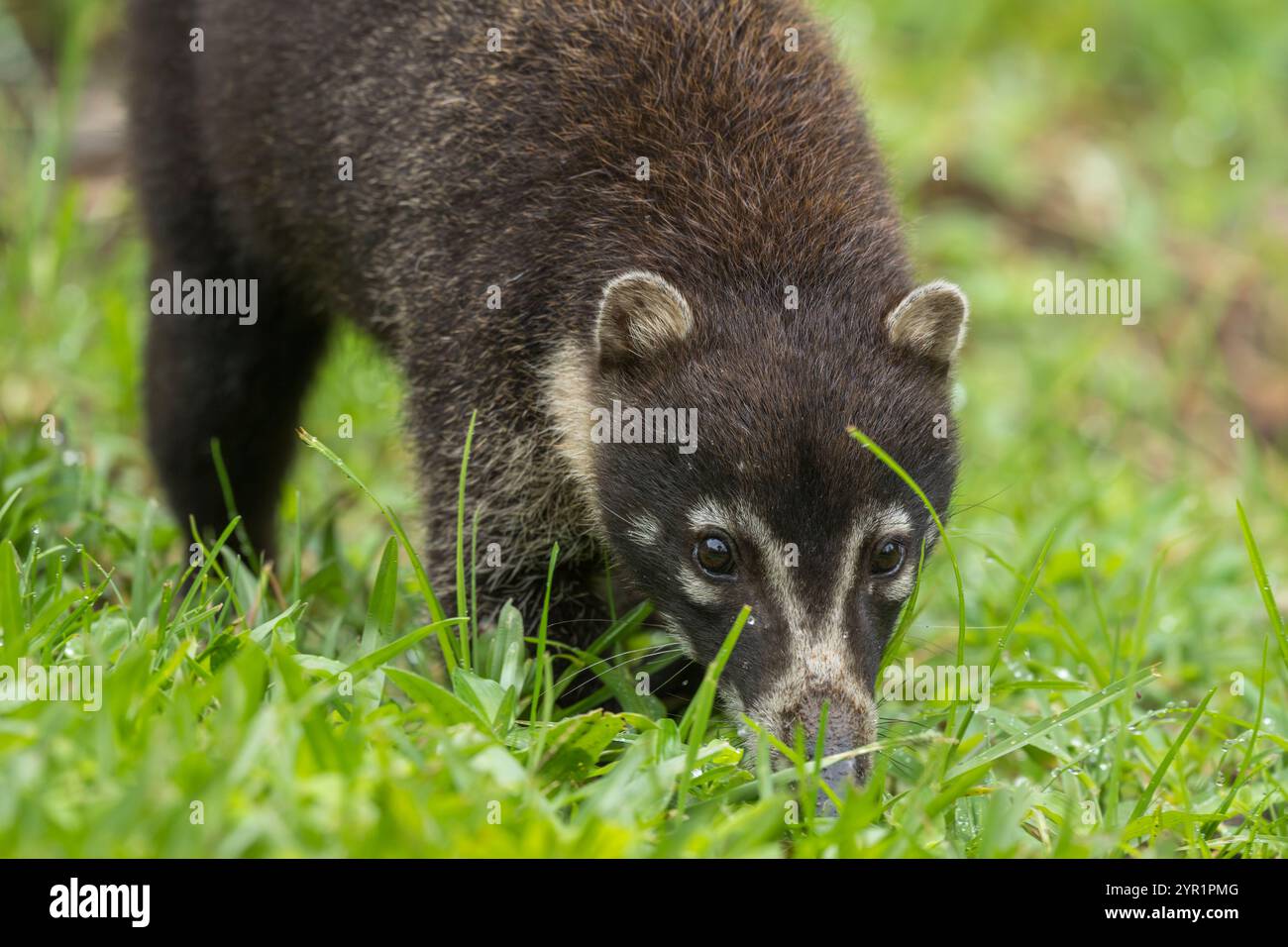 White-nosed Coati, Nasua narica, also known as Coatimundi, Costa Rica ...
