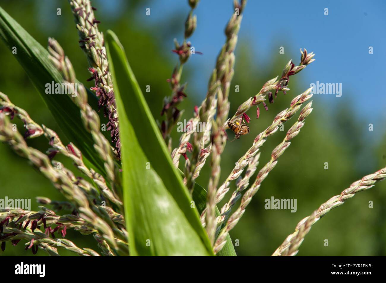 Collecting crops hi-res stock photography and images - Alamy