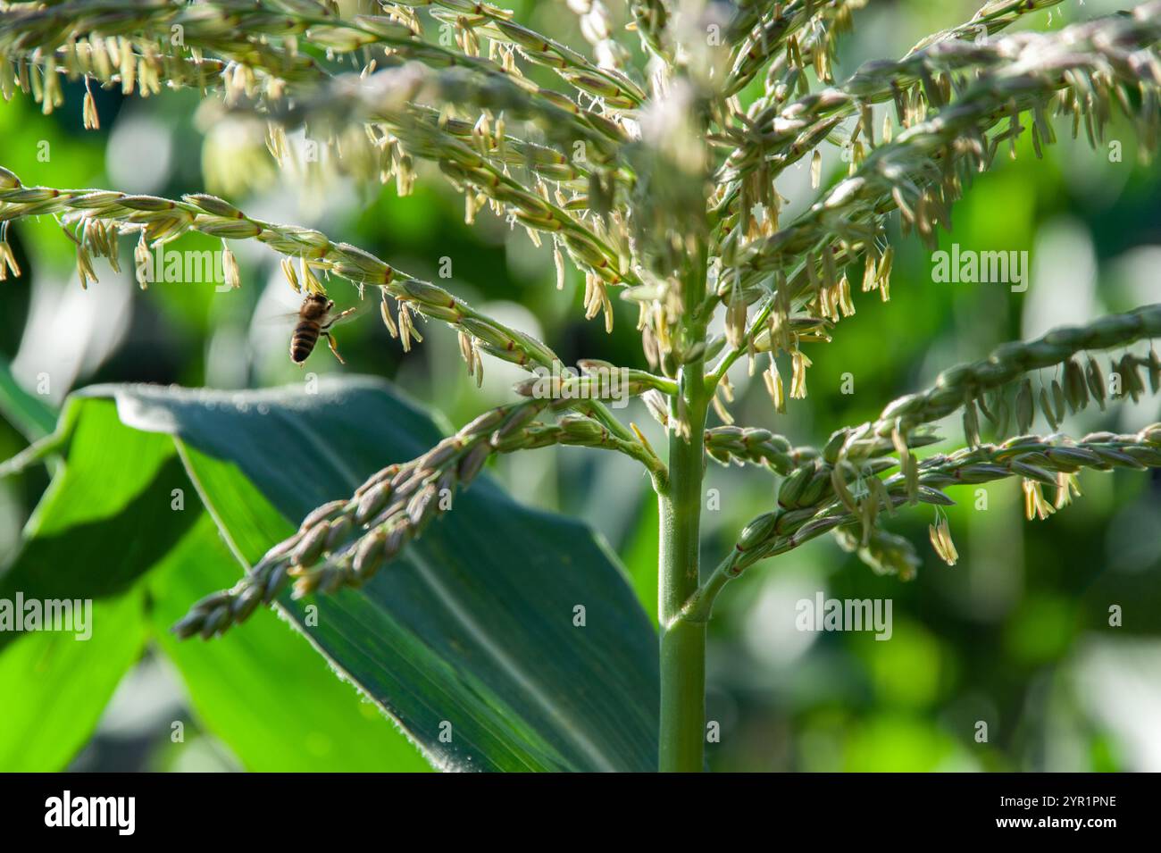 Corn pollination hi-res stock photography and images - Alamy