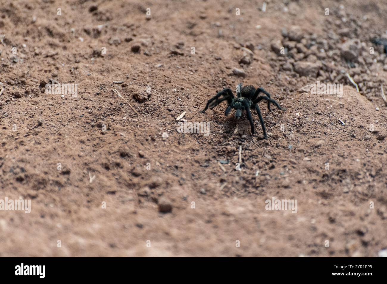 Black tarantula crawling on dry, textured dirt ground Stock Photo - Alamy