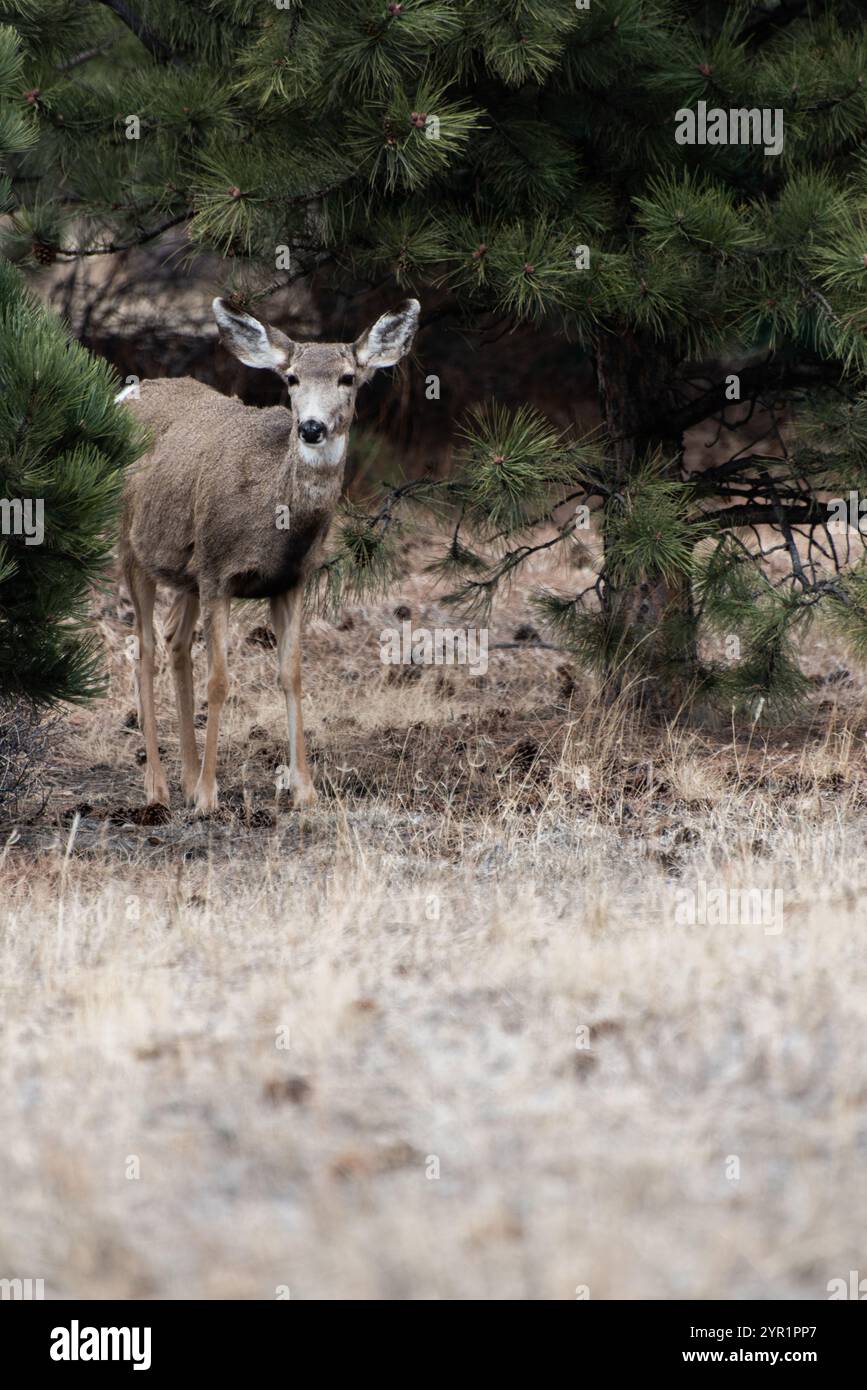 A deer standing alert in a grassy woodland clearing surrounded b Stock ...