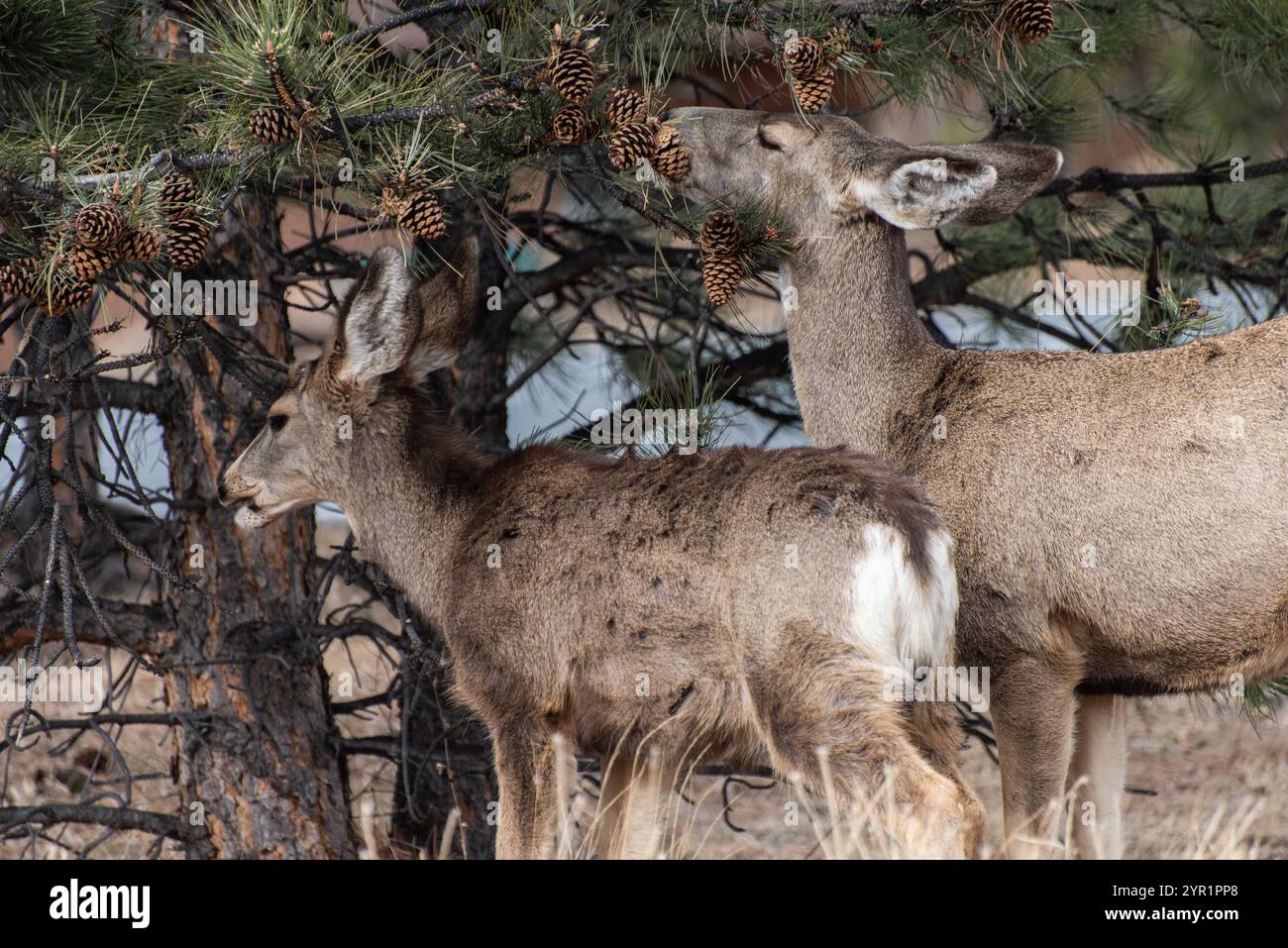 Two deer grazing on pine needles and cones from a tree branch Stock ...