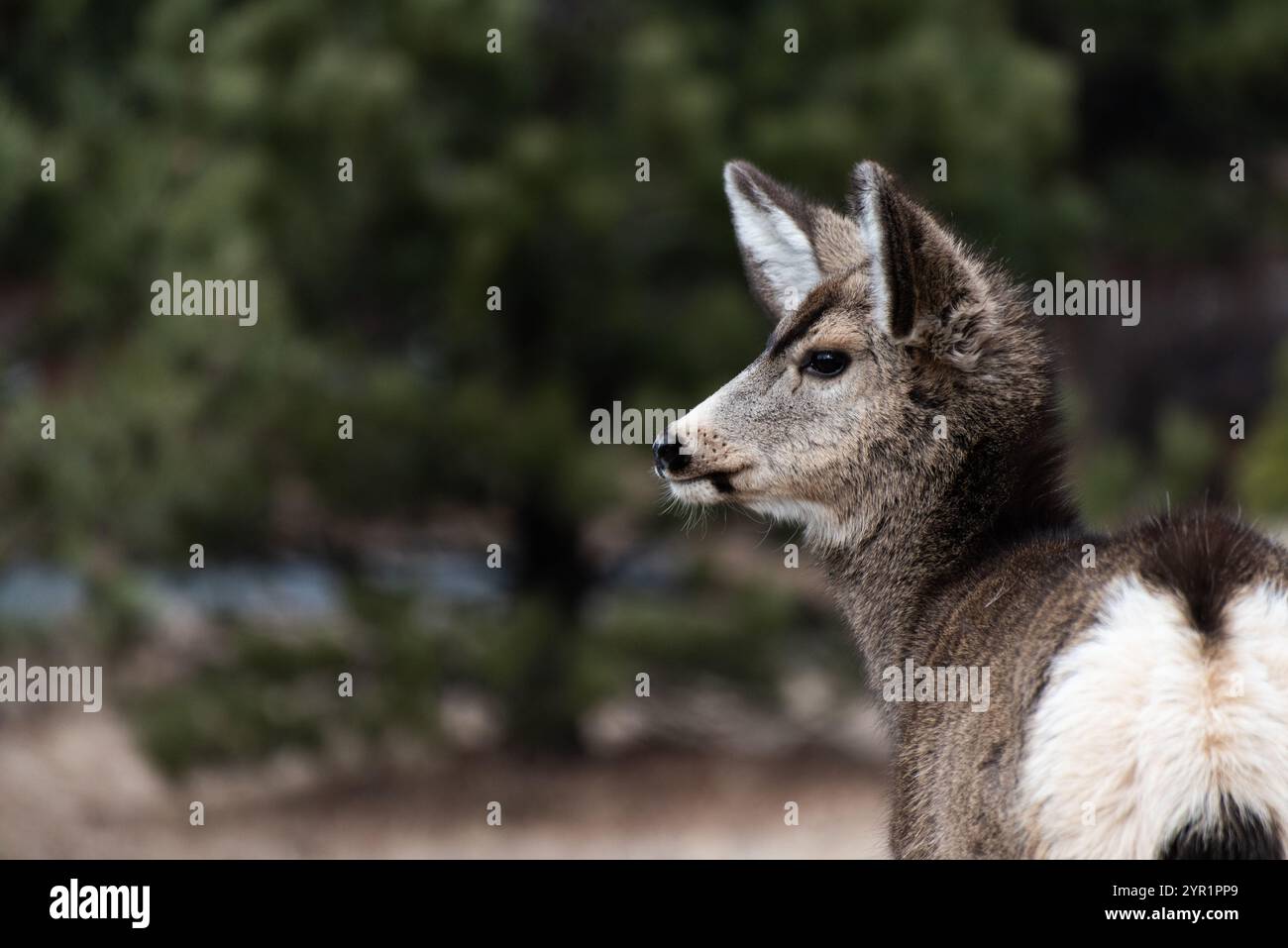 Close-up profile of a young deer in a forest setting Stock Photo - Alamy