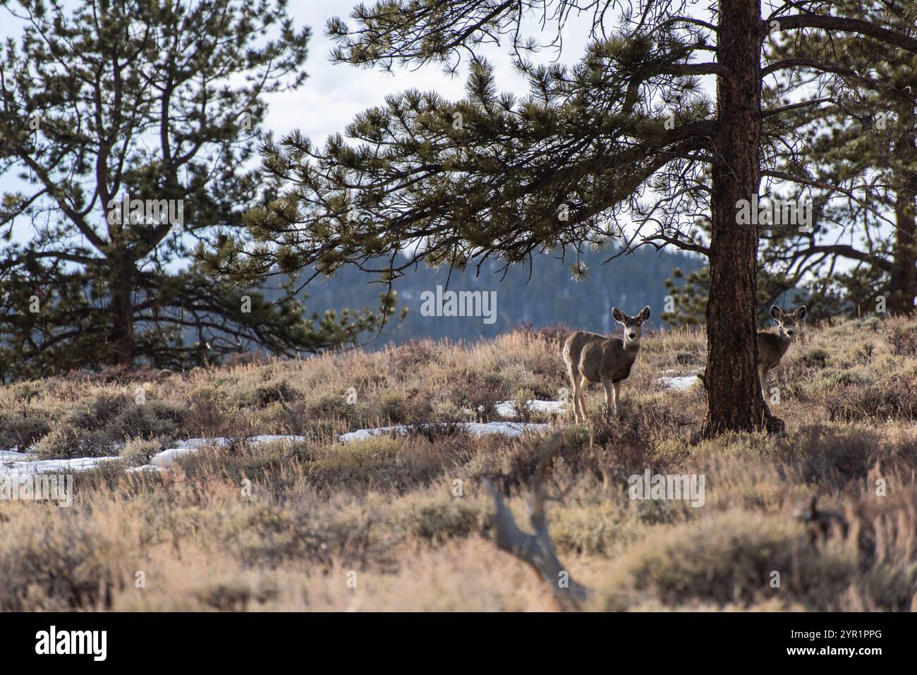 Two deer standing in a grassy forest clearing under pine trees Stock ...