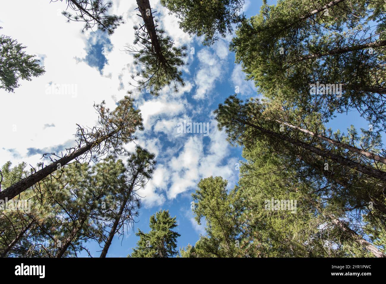 View pine trees upward view hi-res stock photography and images - Alamy