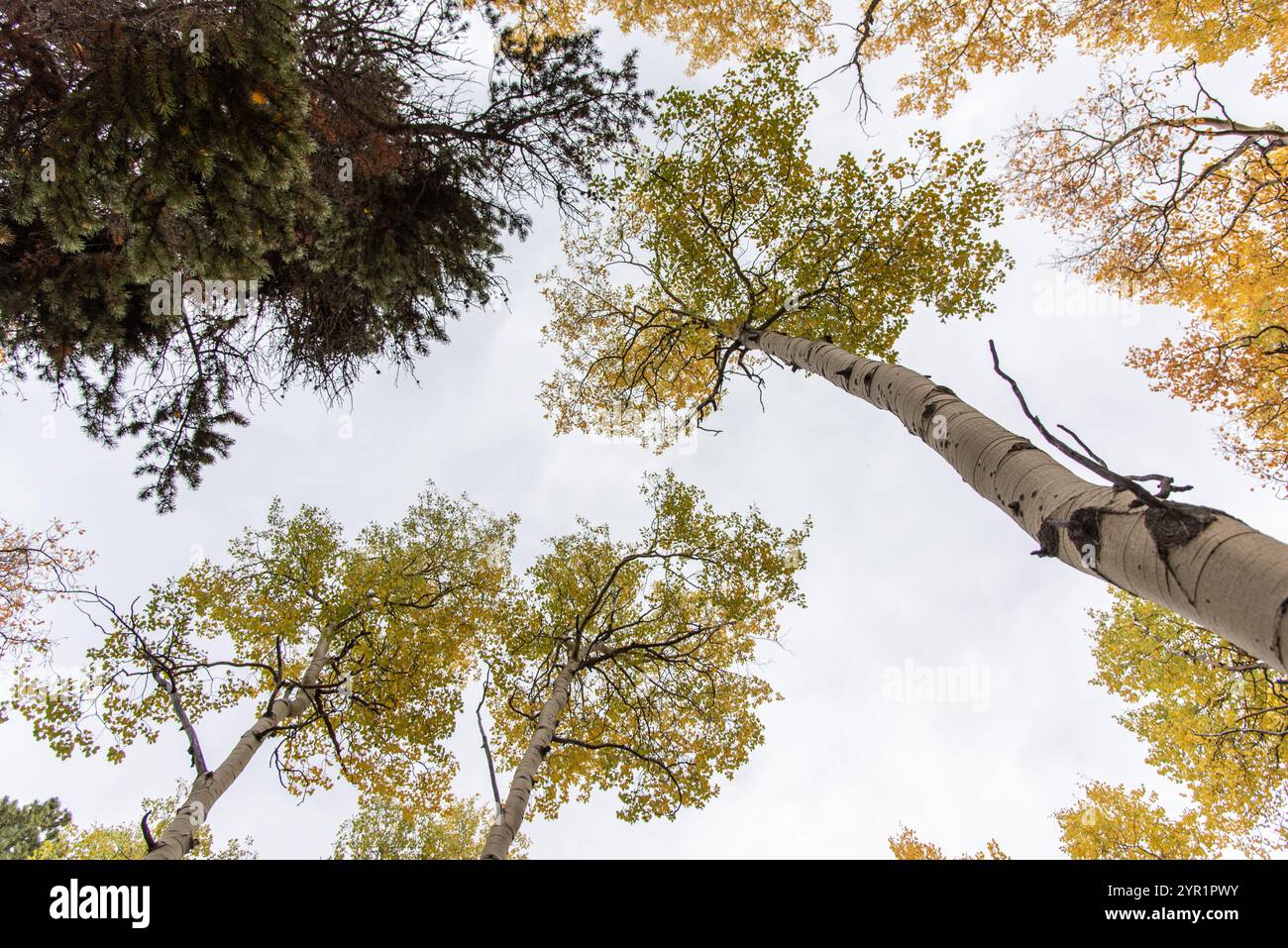 Upward view of tall aspen trees with golden autumn leaves Stock Photo ...