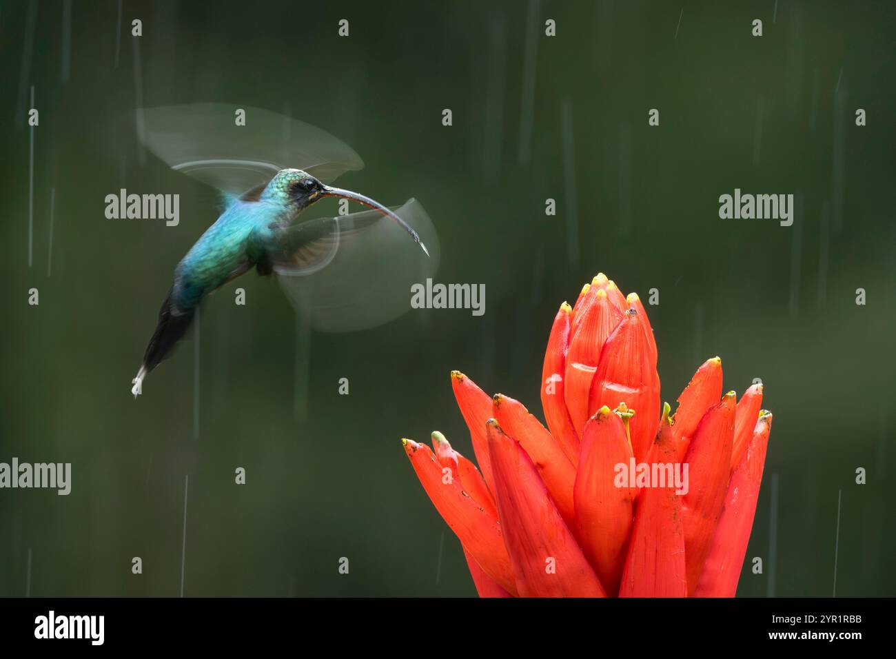 Green Hermit hummingbird, Phaethornis guy, in flight, motion blurred ...