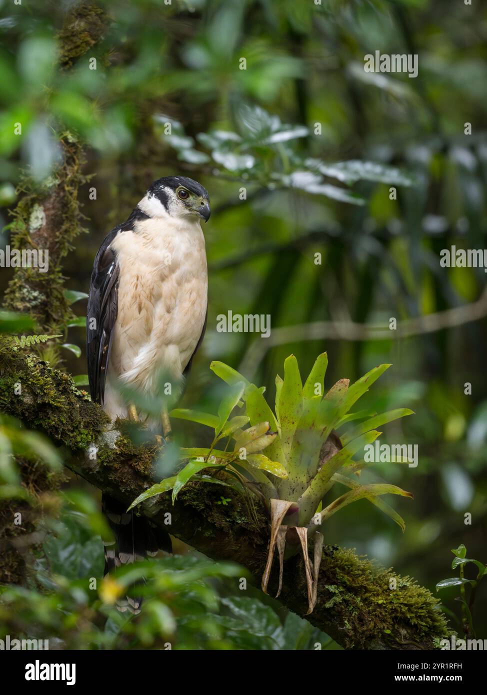 Collared Forest-Falcon, Micrastur semitorquatus, Costa Rica Stock Photo ...