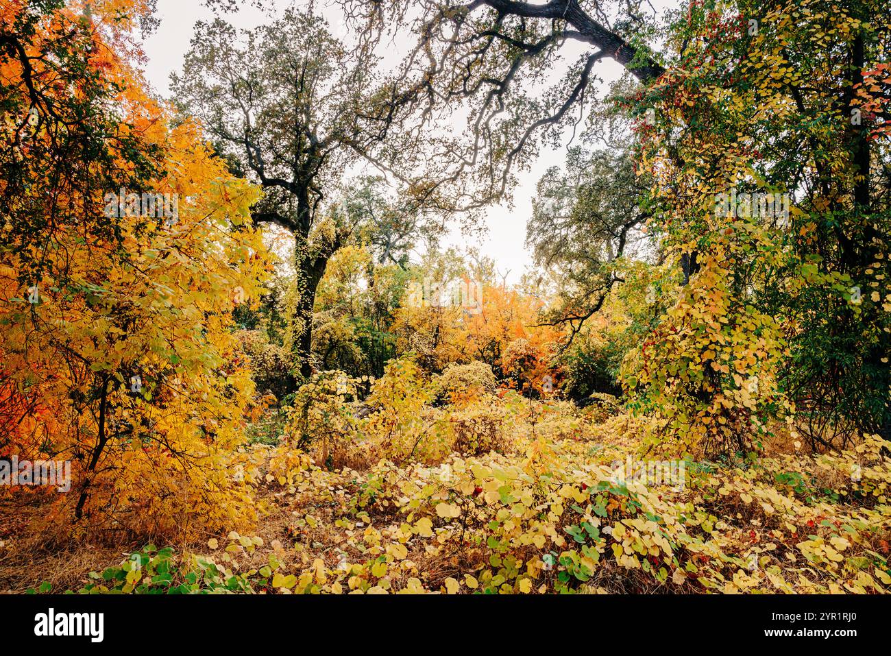 Yellow, orange, green fall foliage, Bidwell Park, Chico, CA Stock Photo ...