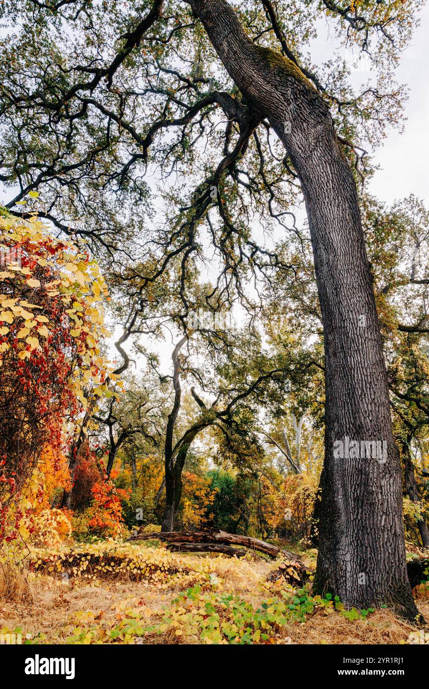Large oak tree and fall foliage in Bidwell Park, Chico, CA Stock Photo ...