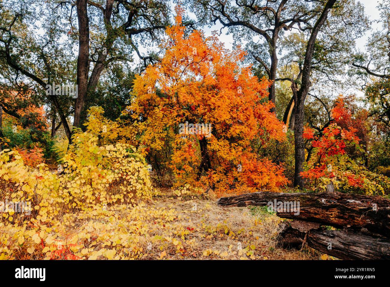 Vibrant fall foliage and oak trees, Bidwell Park, Chico, CA Stock Photo ...