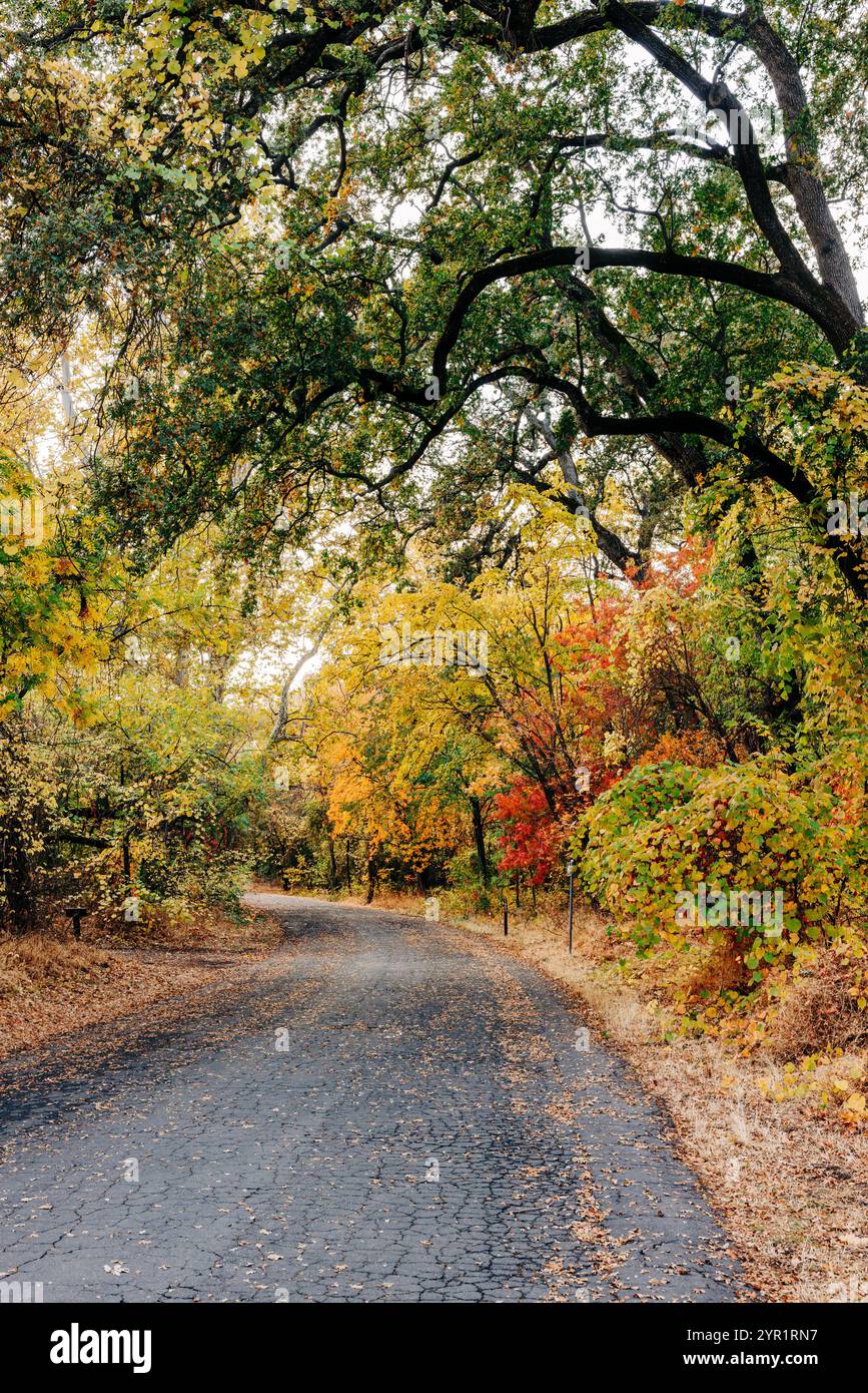 Tree lined street in the fall, Bidwell Park, Chico, CA Stock Photo - Alamy