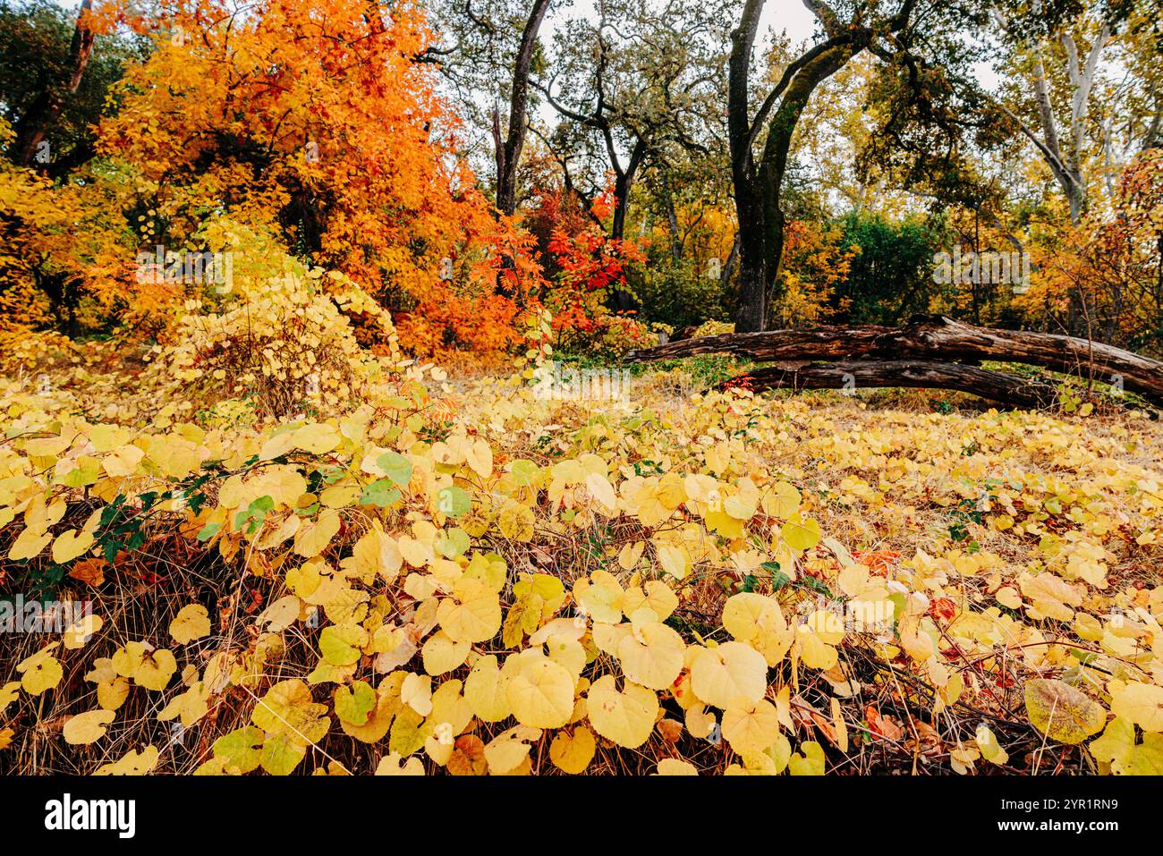 Orange and yellow fall foliage in Bidwell Park, Chico, CA Stock Photo ...