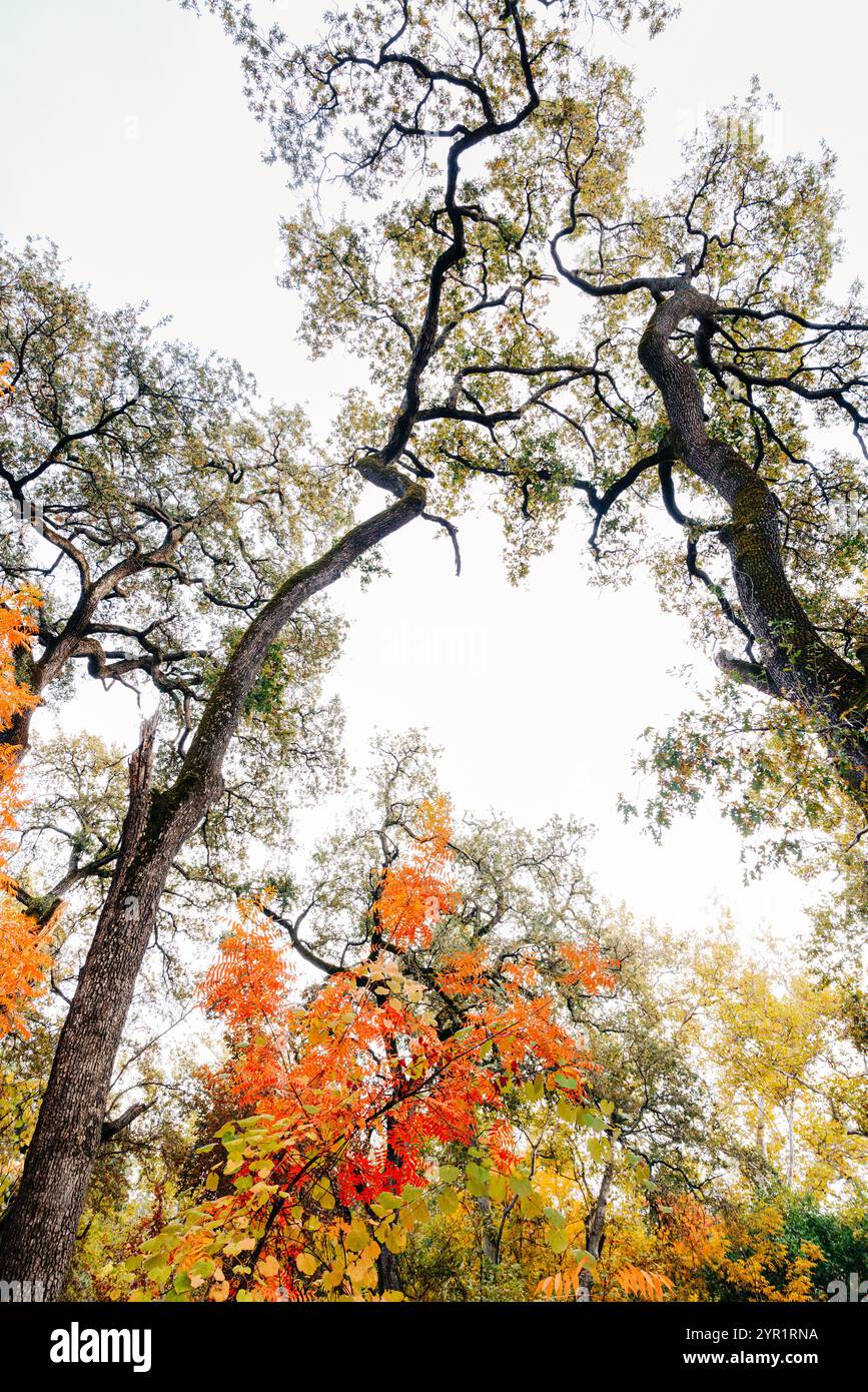 Dendritic oak trees jutting into the sky, Bidwell Park, Chico, CA Stock ...
