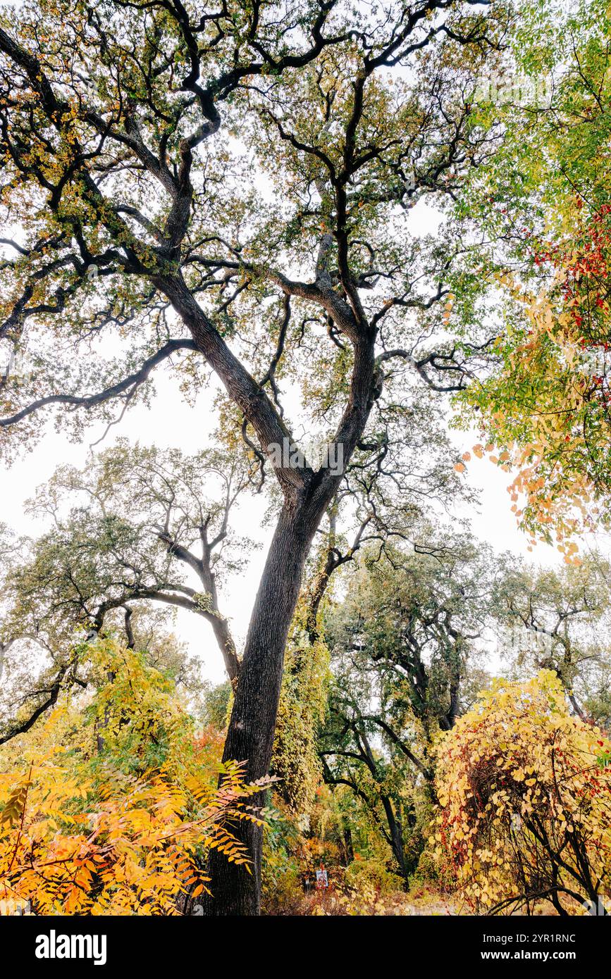 Oak tree and surrounding fall foliage, Bidwell Park, Chico, CA Stock ...