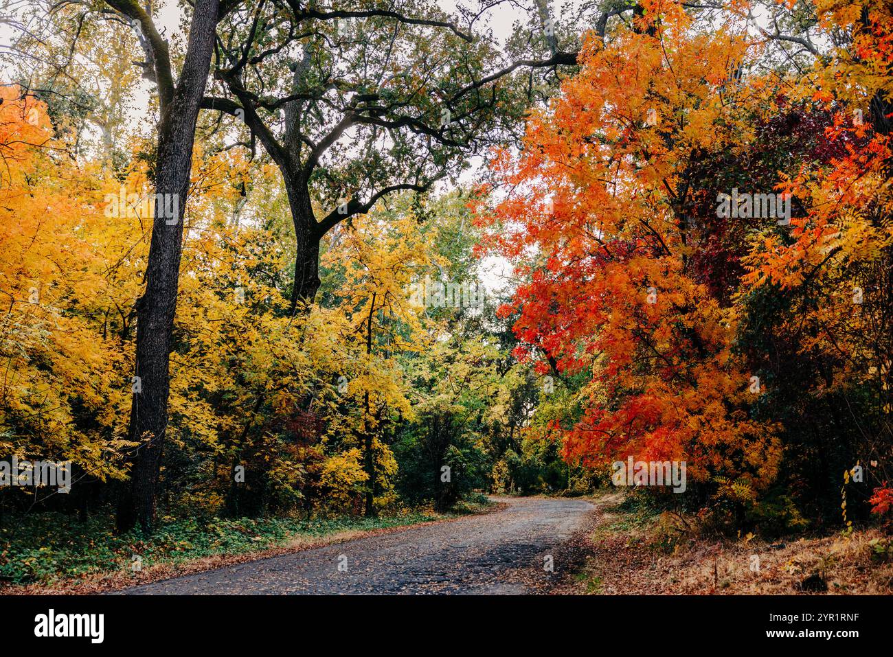 Fall scene in Bidwell Park with colorful foliage, Chico, CA Stock Photo ...