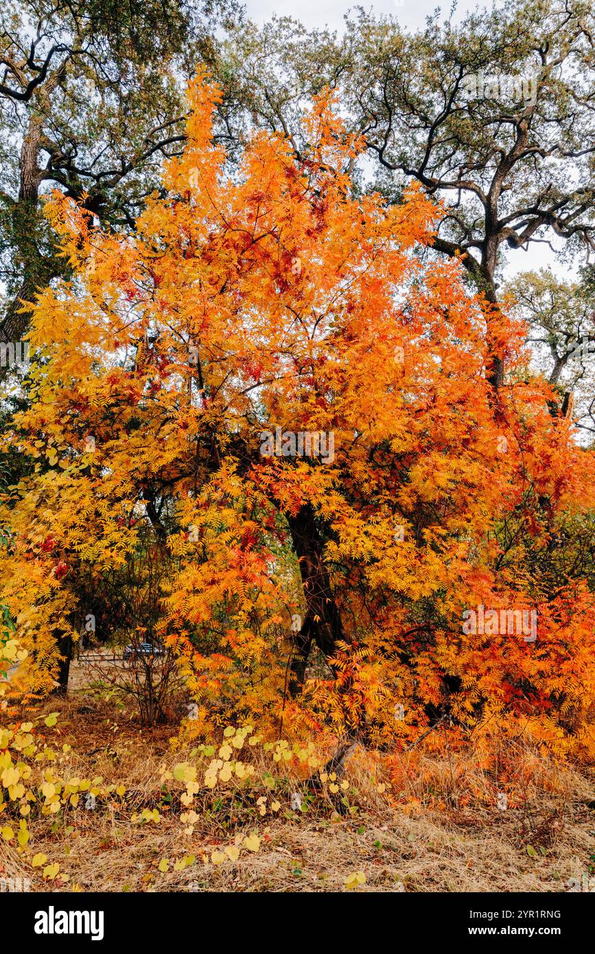 Tree with vibrant orange foliage, Bidwell Park, Chico, CA Stock Photo ...