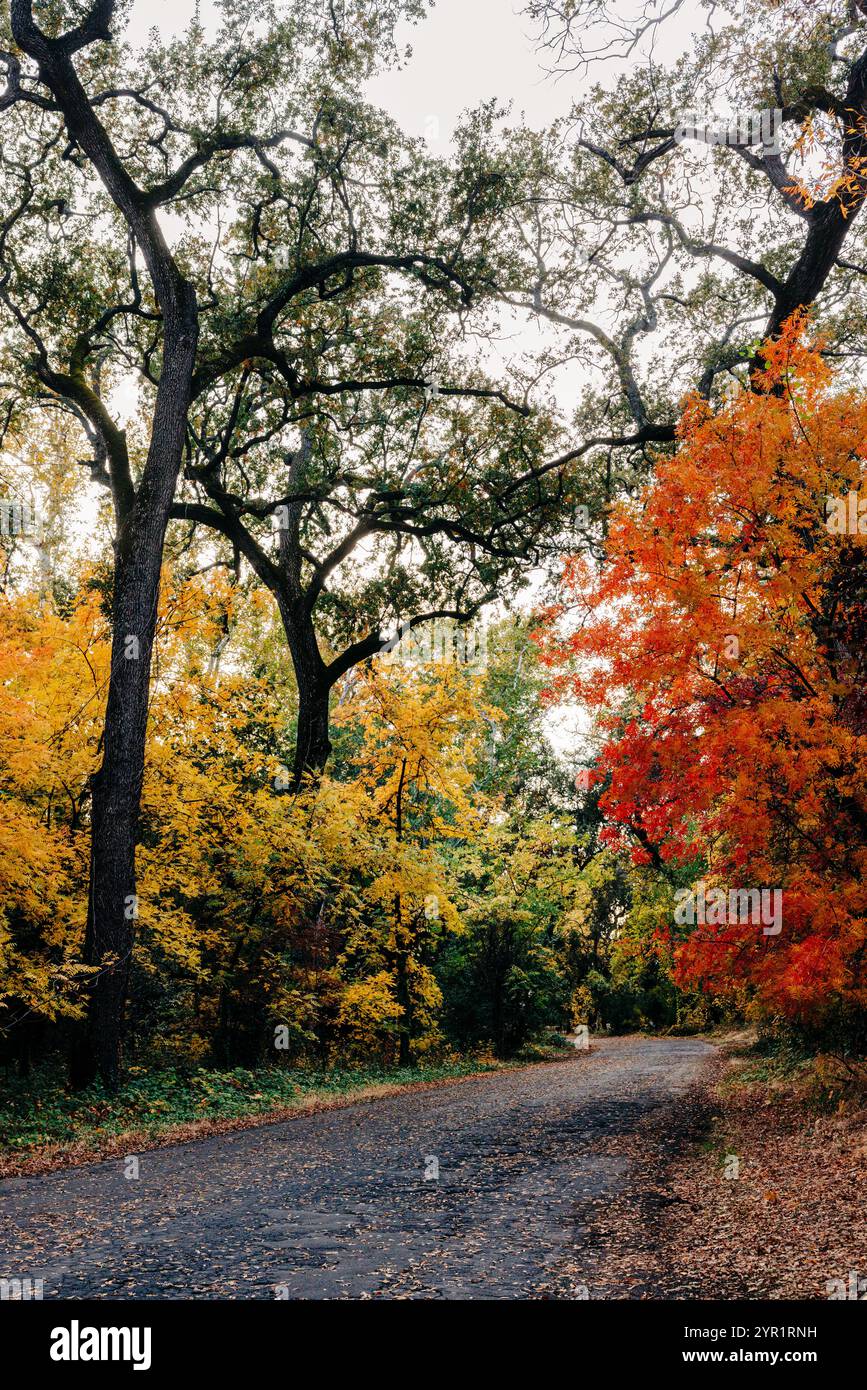 Tree lined street in the fall, Bidwell Park, Chico, CA Stock Photo - Alamy