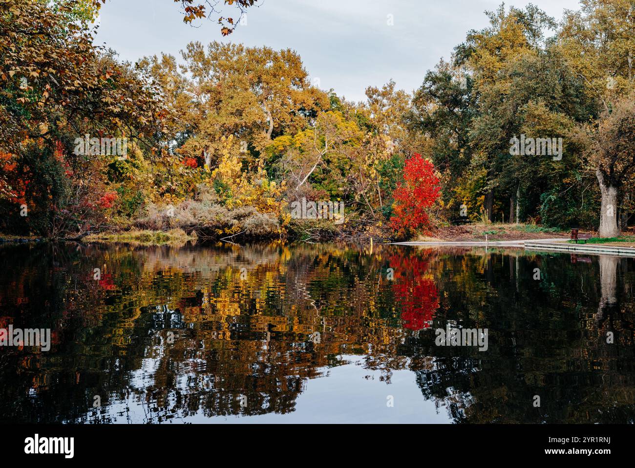 Fall foliage at Sycamore Pool, Bidwell Park, Chico, CA Stock Photo - Alamy