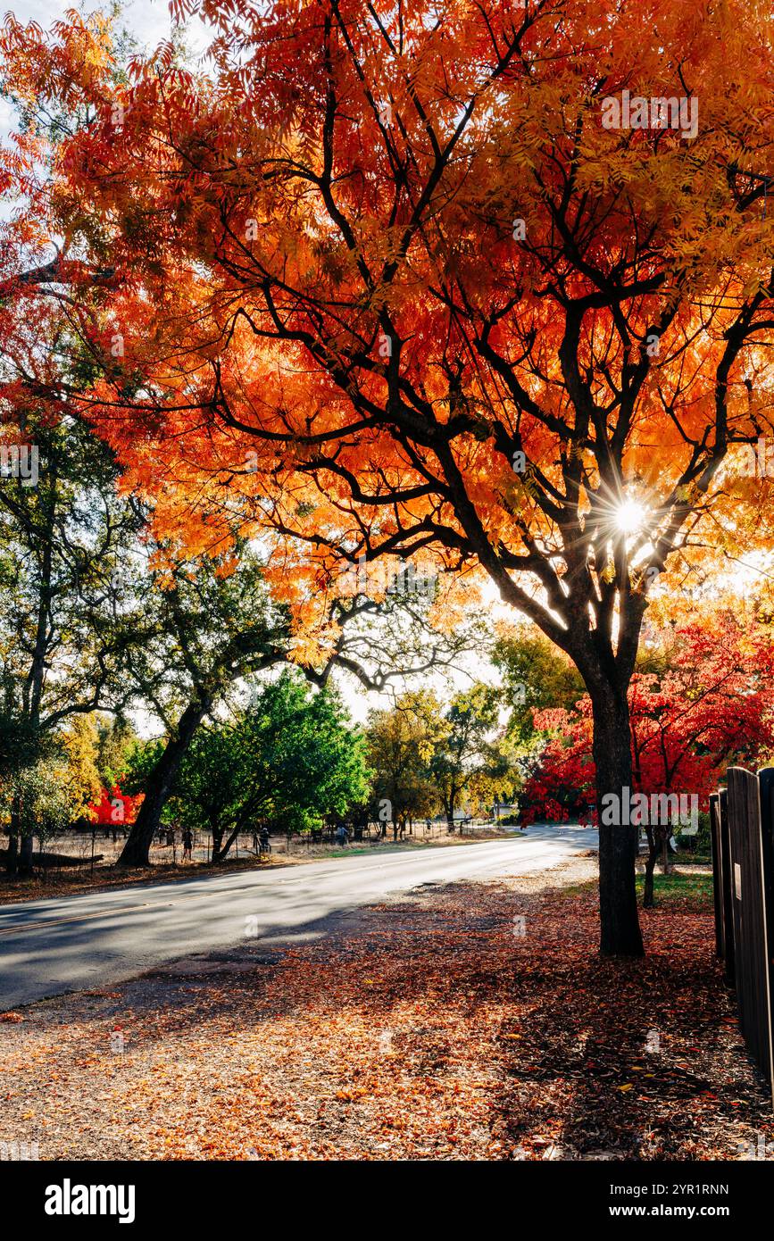 Fall street scene with colorful orange foliage and sunburst Stock Photo ...