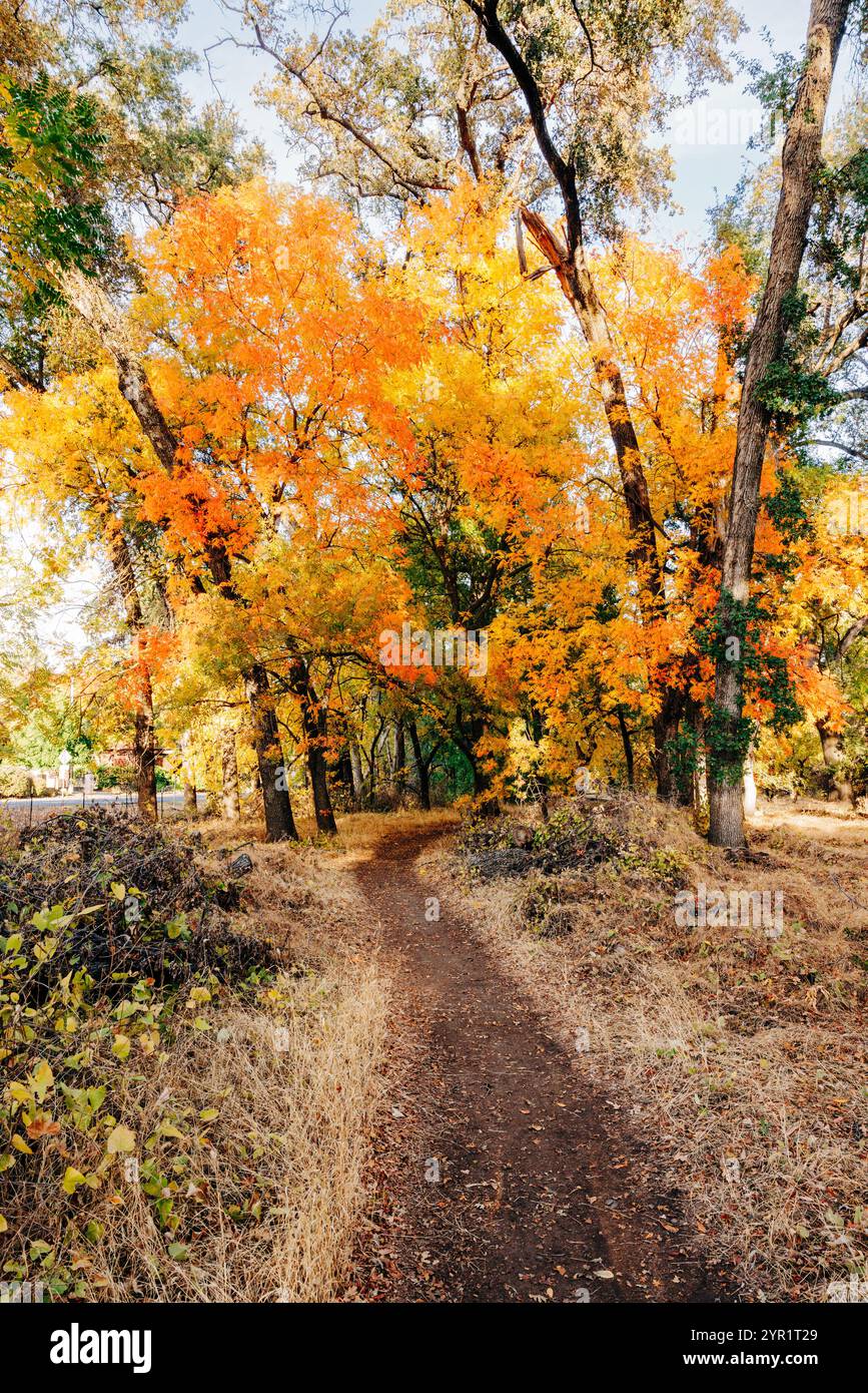 Curved dirt pathway with fall foliage in Bidwell Park, Chico, CA Stock ...