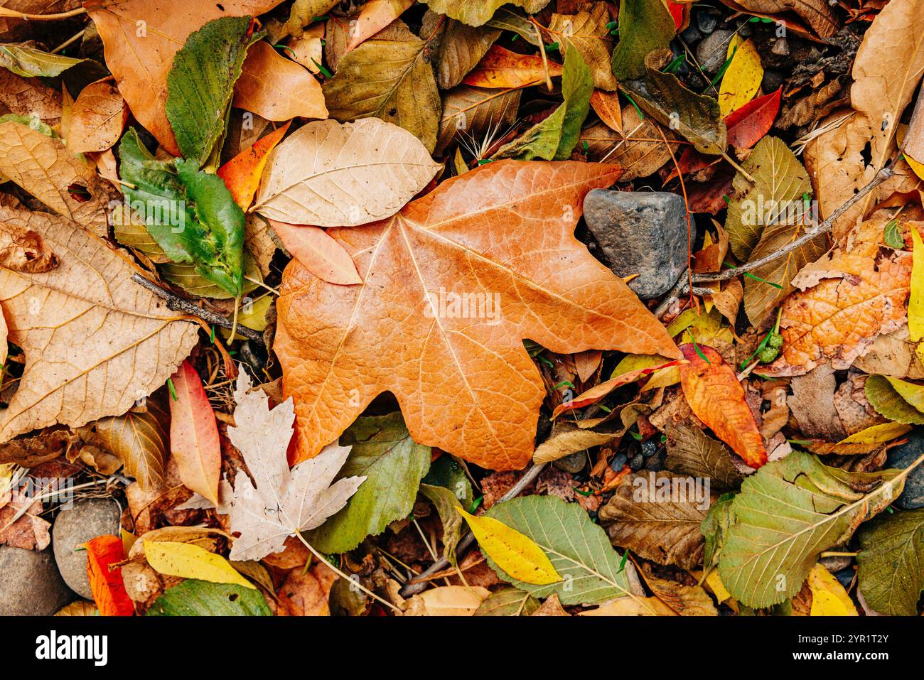 Many colorful fall leaves covering the ground Stock Photo - Alamy