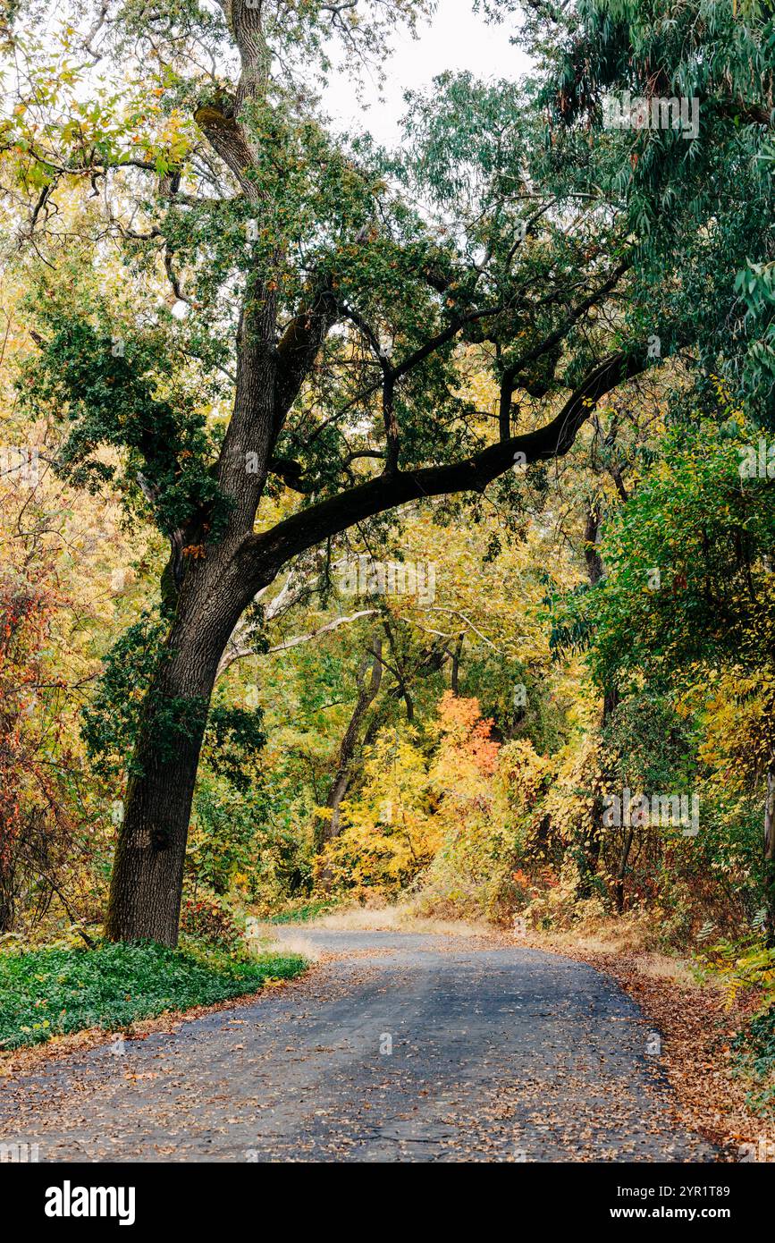 Park with oak trees hi-res stock photography and images - Alamy