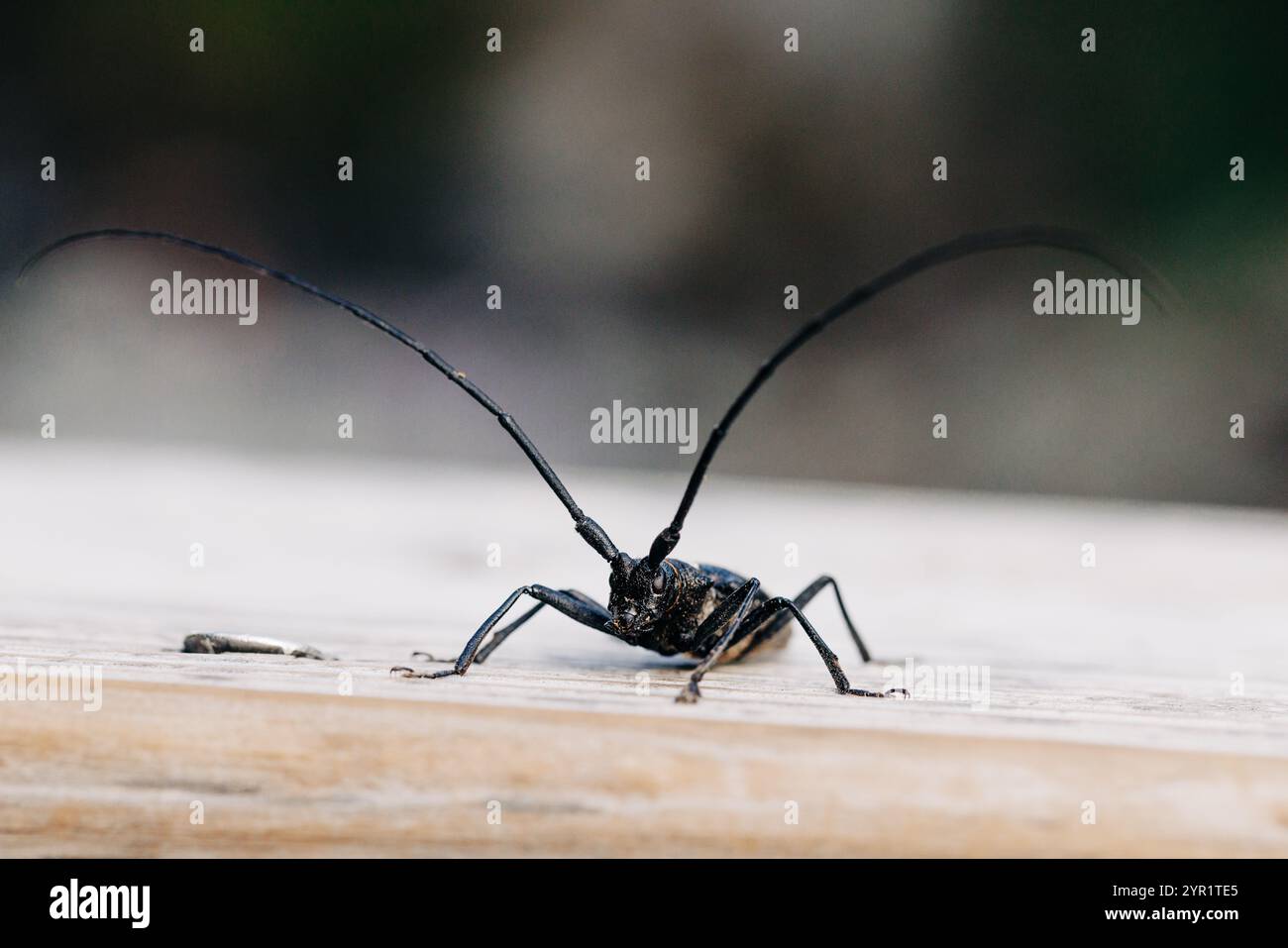 White spotted sawyer beetle with long antennae on wood surface Stock ...