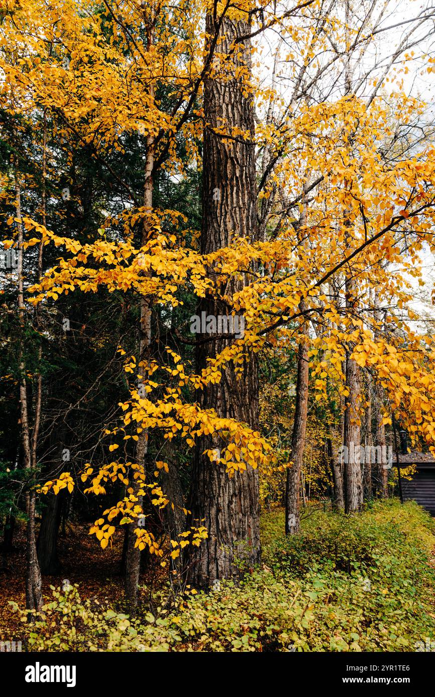 Fall trees with yellow foliage in Glacier National Park Stock Photo - Alamy