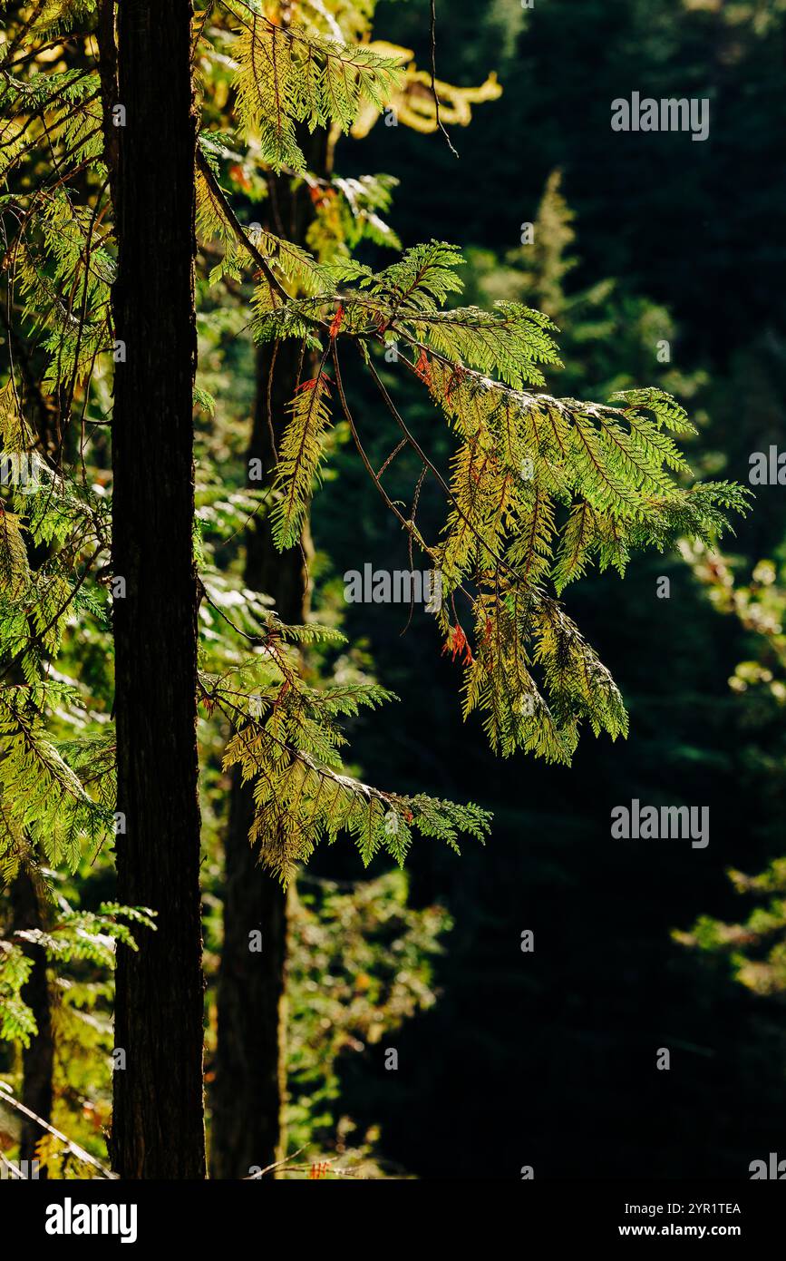 Glowing backlit evergreen forest trees, Glacier National Park Stock ...