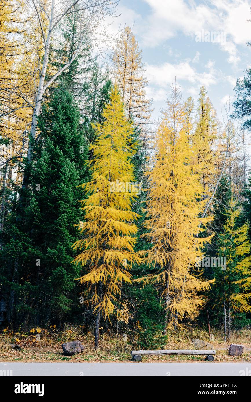 Fall evergreen and larch trees in Glacier National Park Stock Photo - Alamy