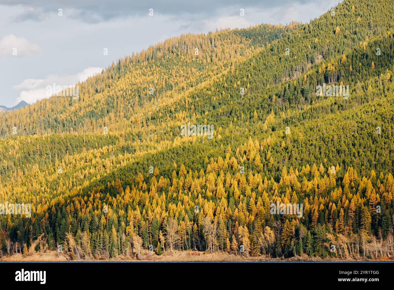 Fall evergreen forest with larch trees, Glacier National Park Stock ...