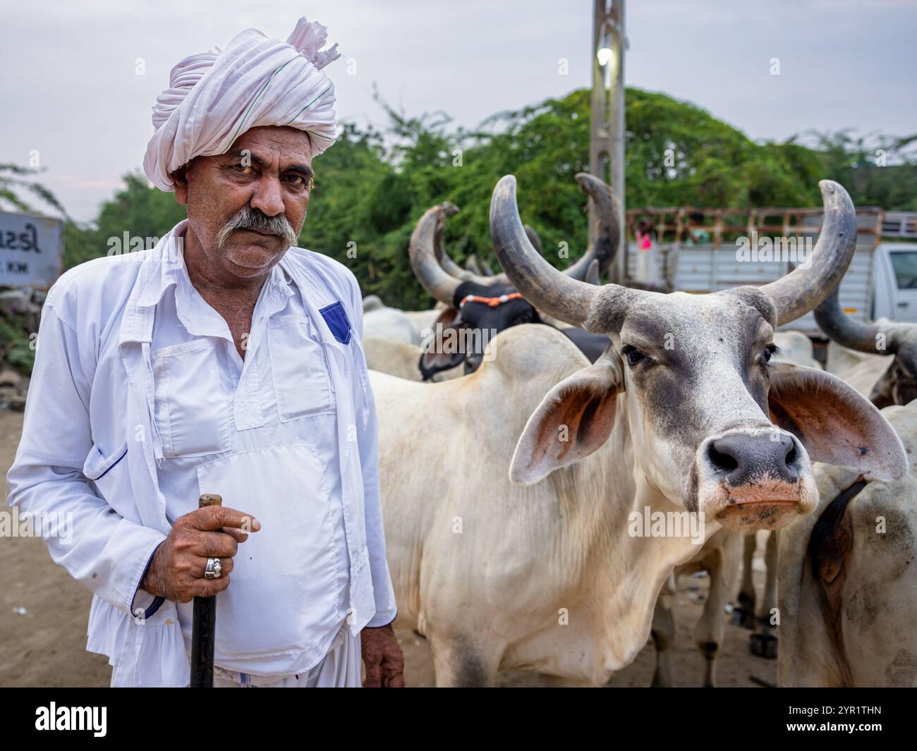 Indian man with cows hi-res stock photography and images - Alamy