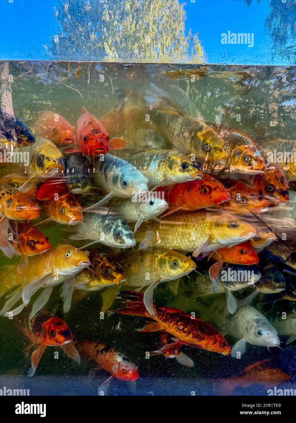 A vibrant group of koi fish swimming close together in a clear pond ...