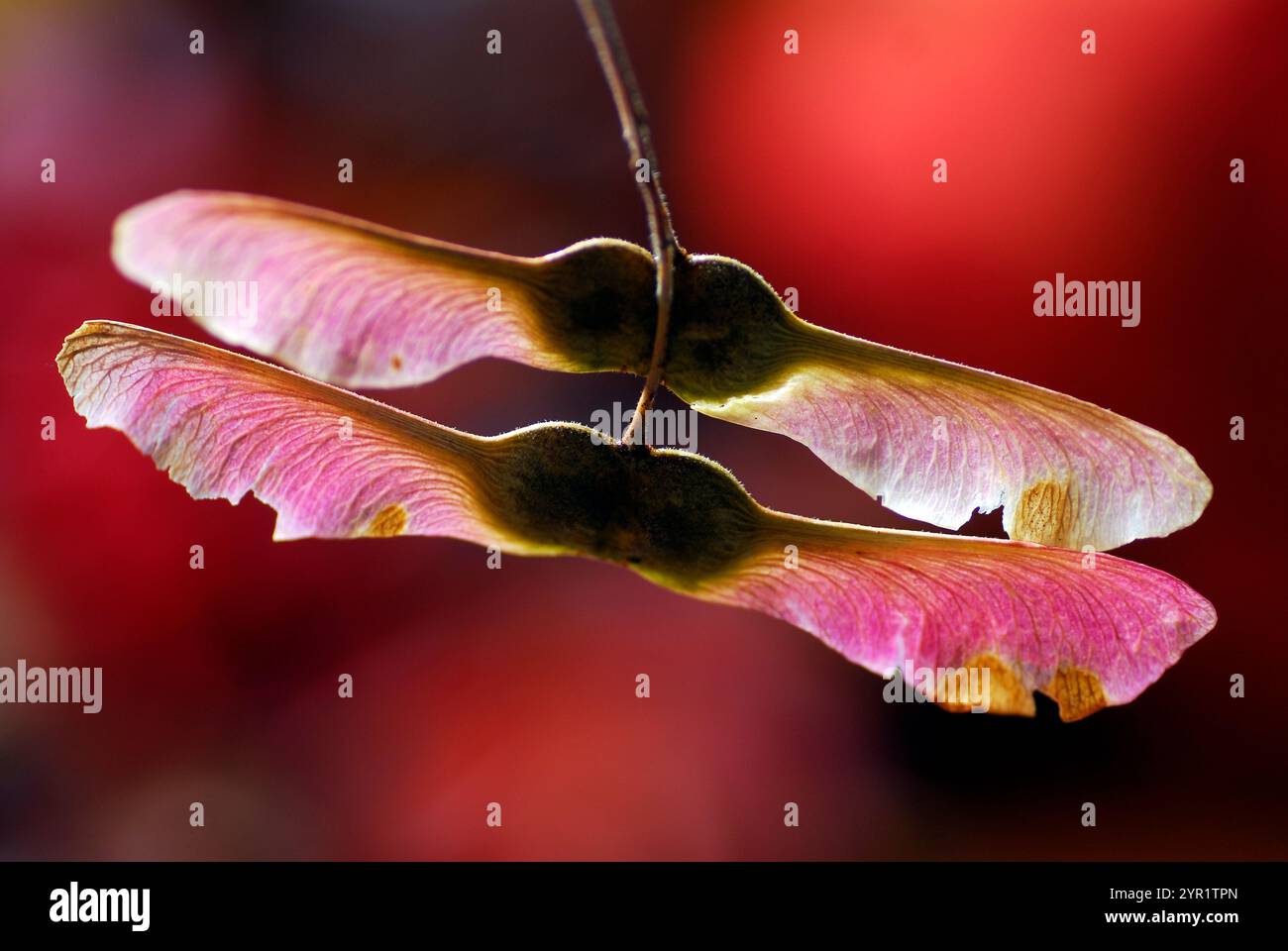 Red winged fruits hi-res stock photography and images - Alamy