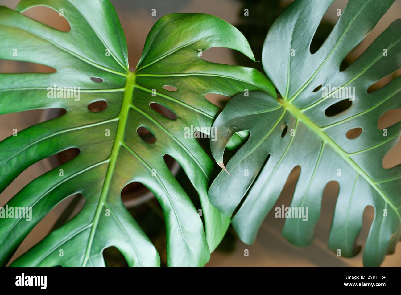 Two Remarkably Large Monstera Leaves Stock Photo - Alamy