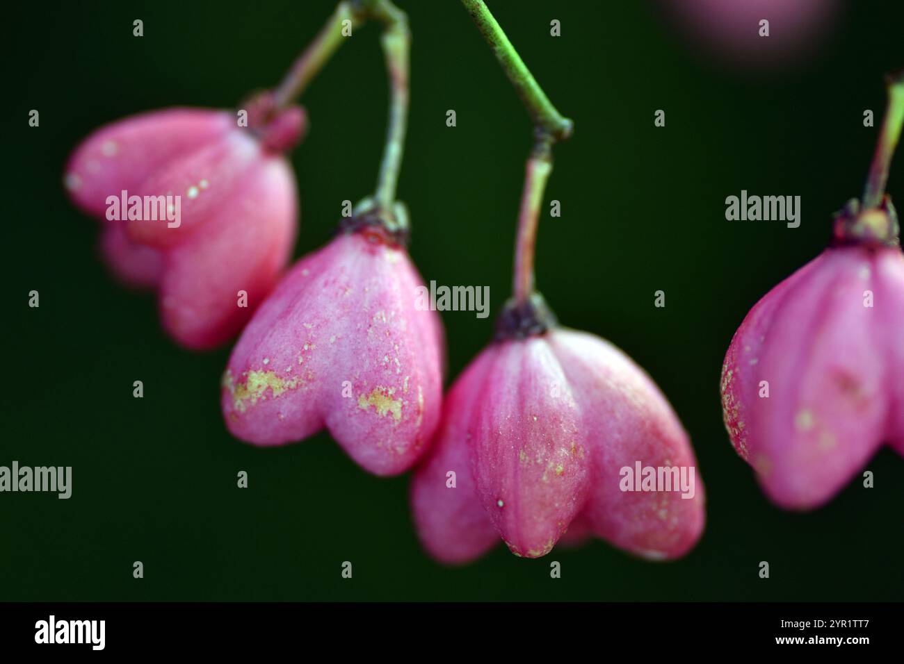 Pink fruits of spindle (Euonymus europaeus) on a green background Stock ...