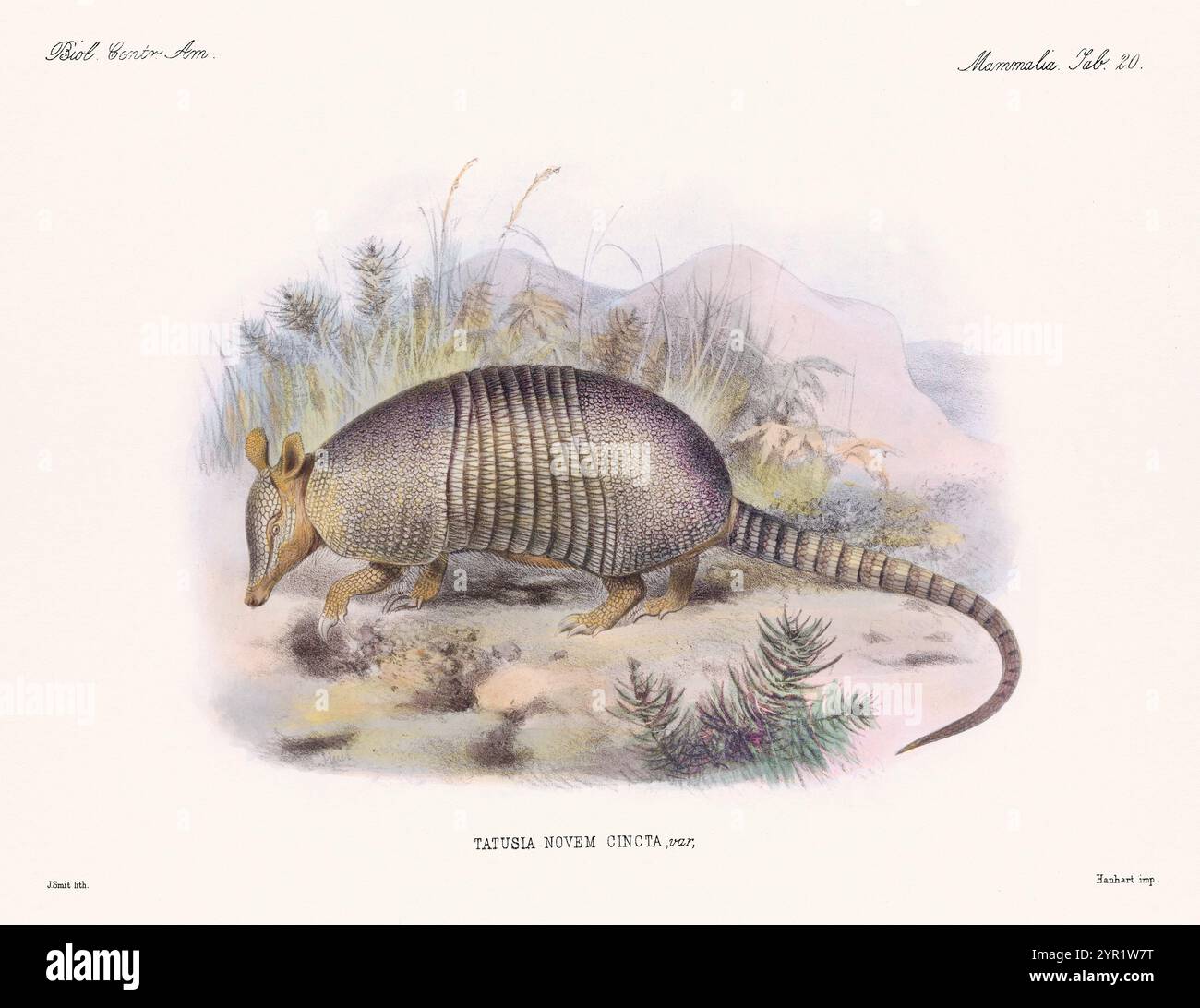 Armadillo. Vintage zoological illustration from Biologia Centrali ...