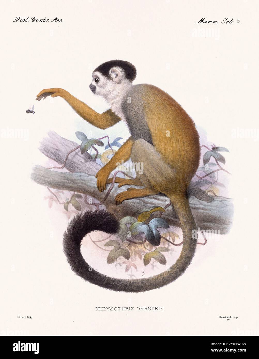 American Squirrel Monkey. Vintage zoological illustration from Biologia ...