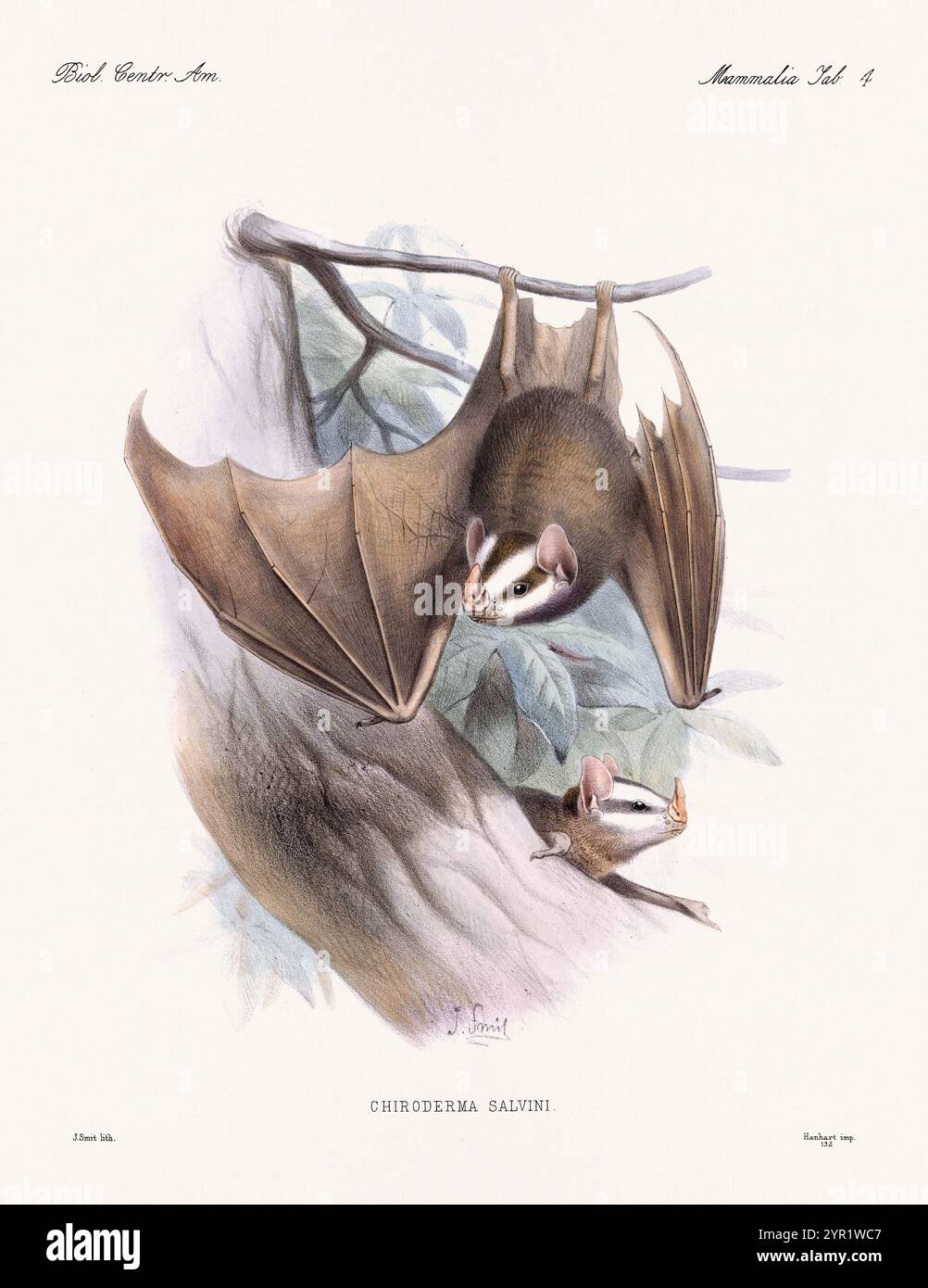 Bat. Vintage zoological illustration from Biologia Centrali Americana ...