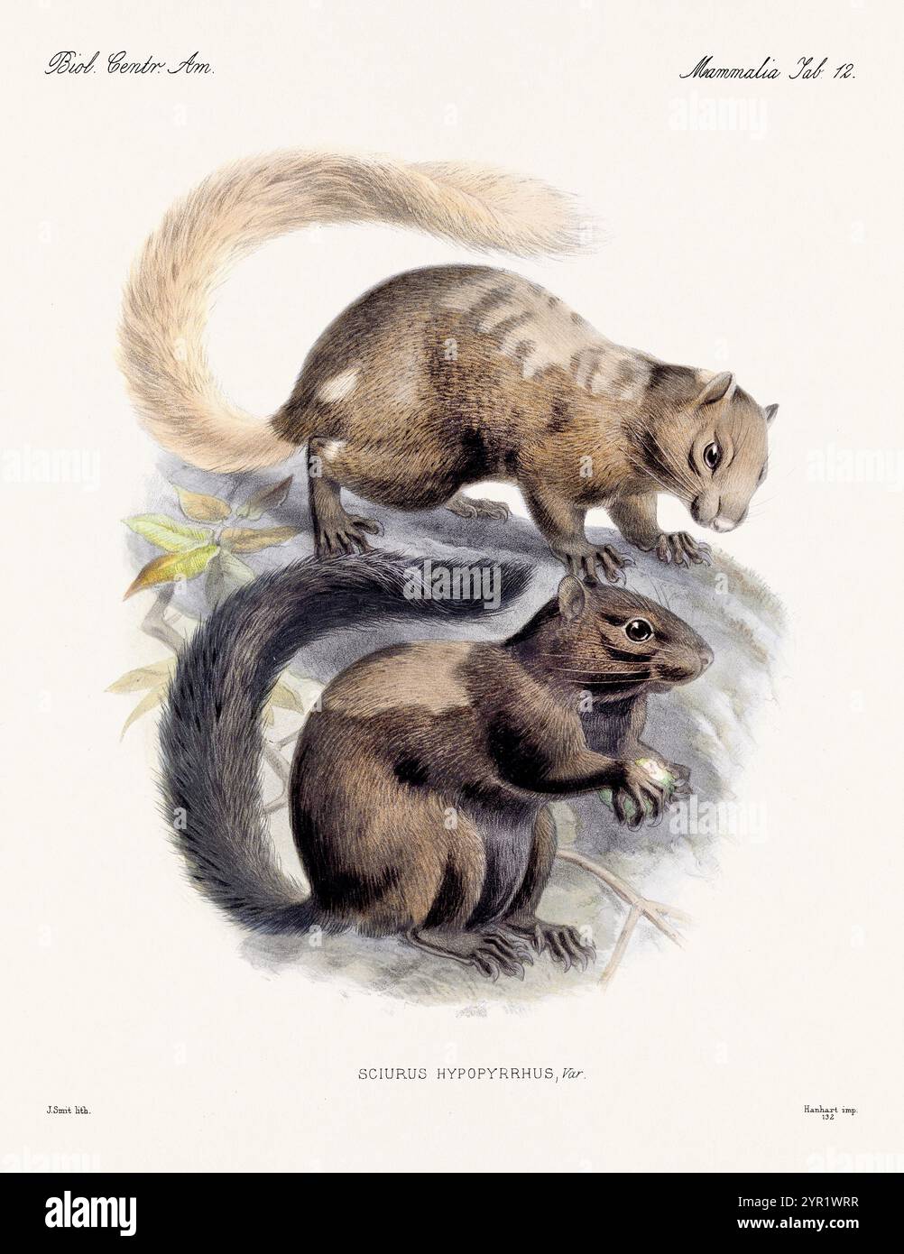 Squirrel. Vintage zoological illustration from Biologia Centrali ...