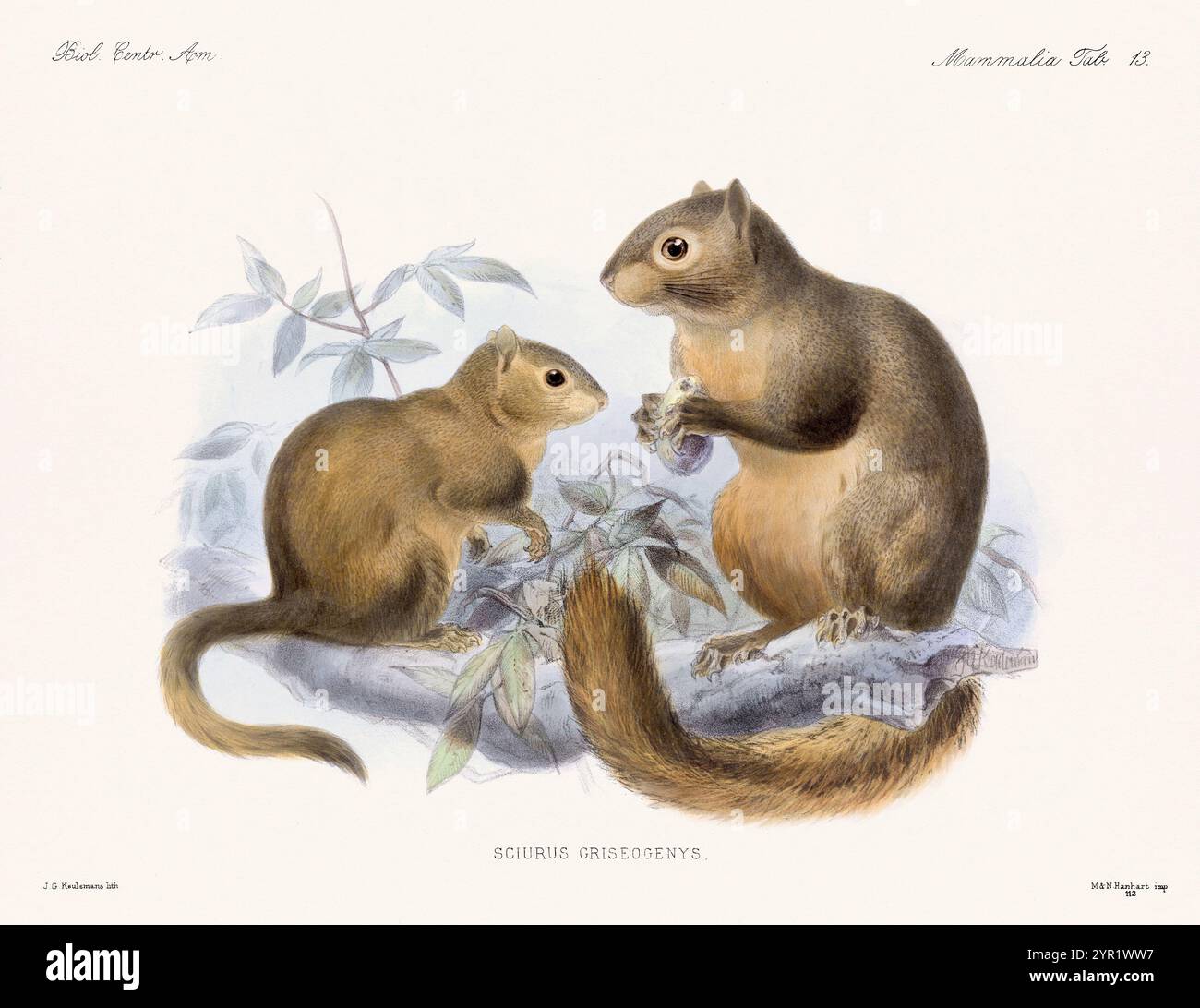 Squirrel. Vintage zoological illustration from Biologia Centrali ...