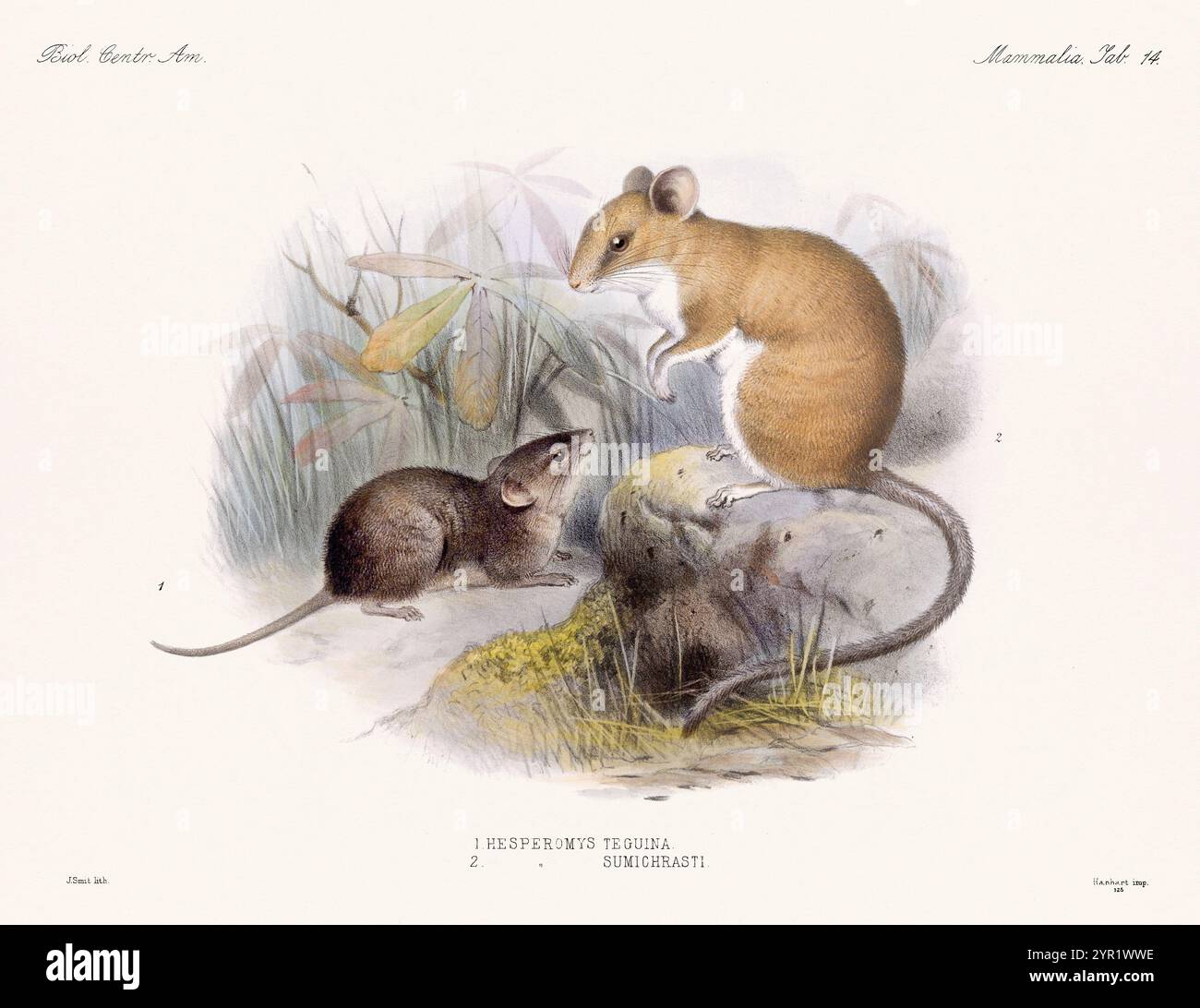 Rodent. Vintage zoological illustration from Biologia Centrali ...